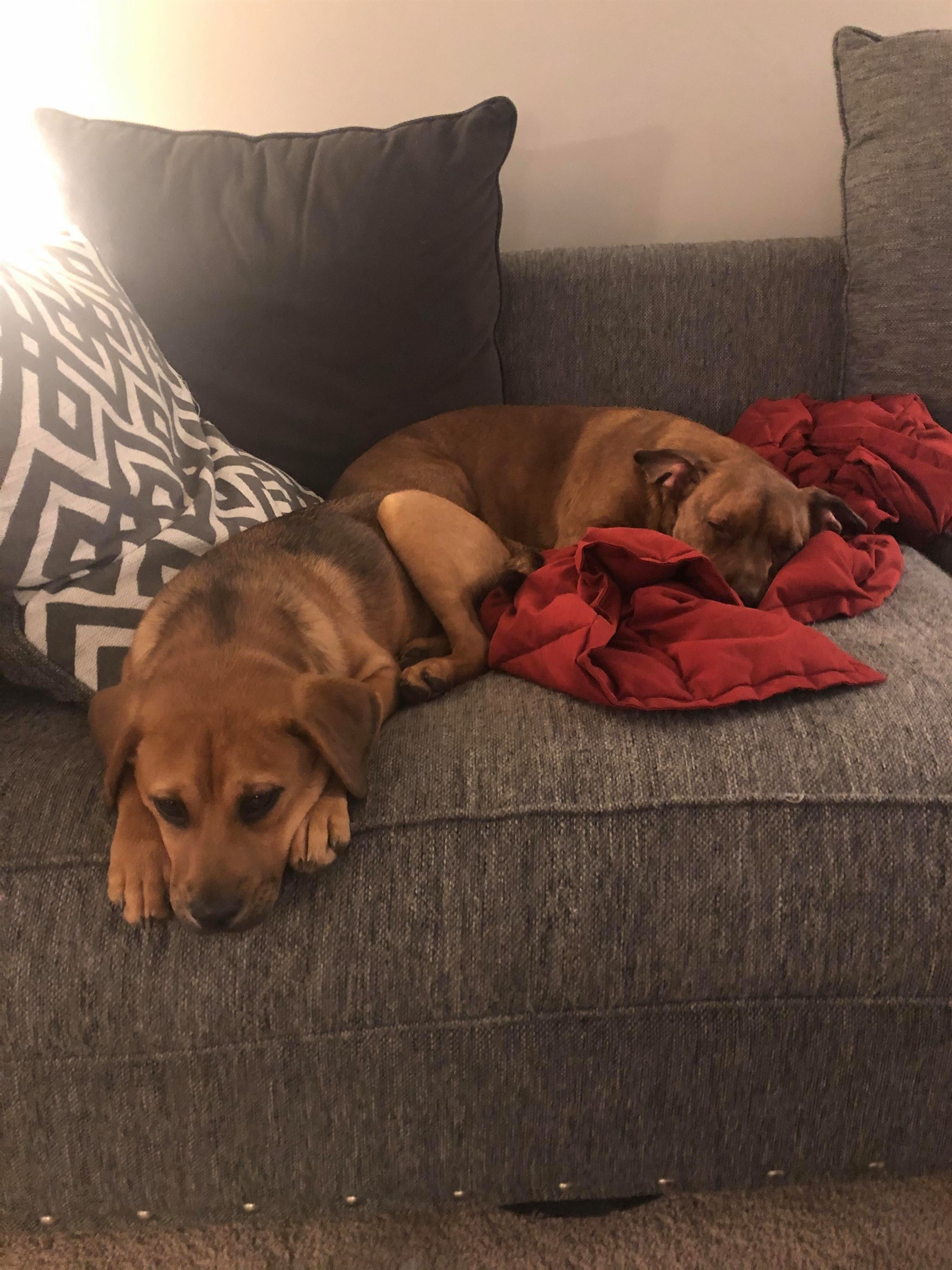 Adoptable Dogs COLTON H. | youluckydogrescue.org