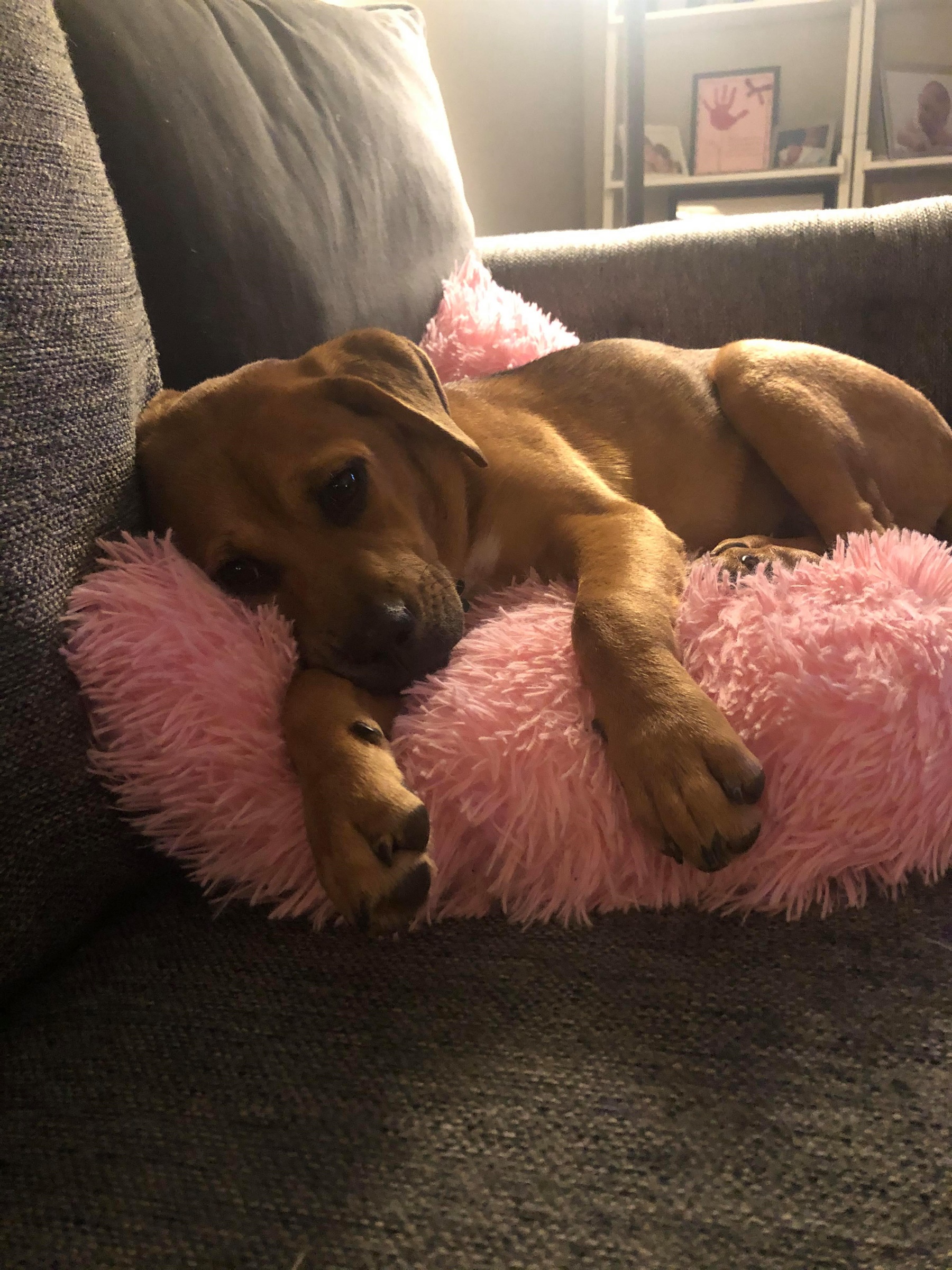 Adoptable Dogs COLTON H. | youluckydogrescue.org