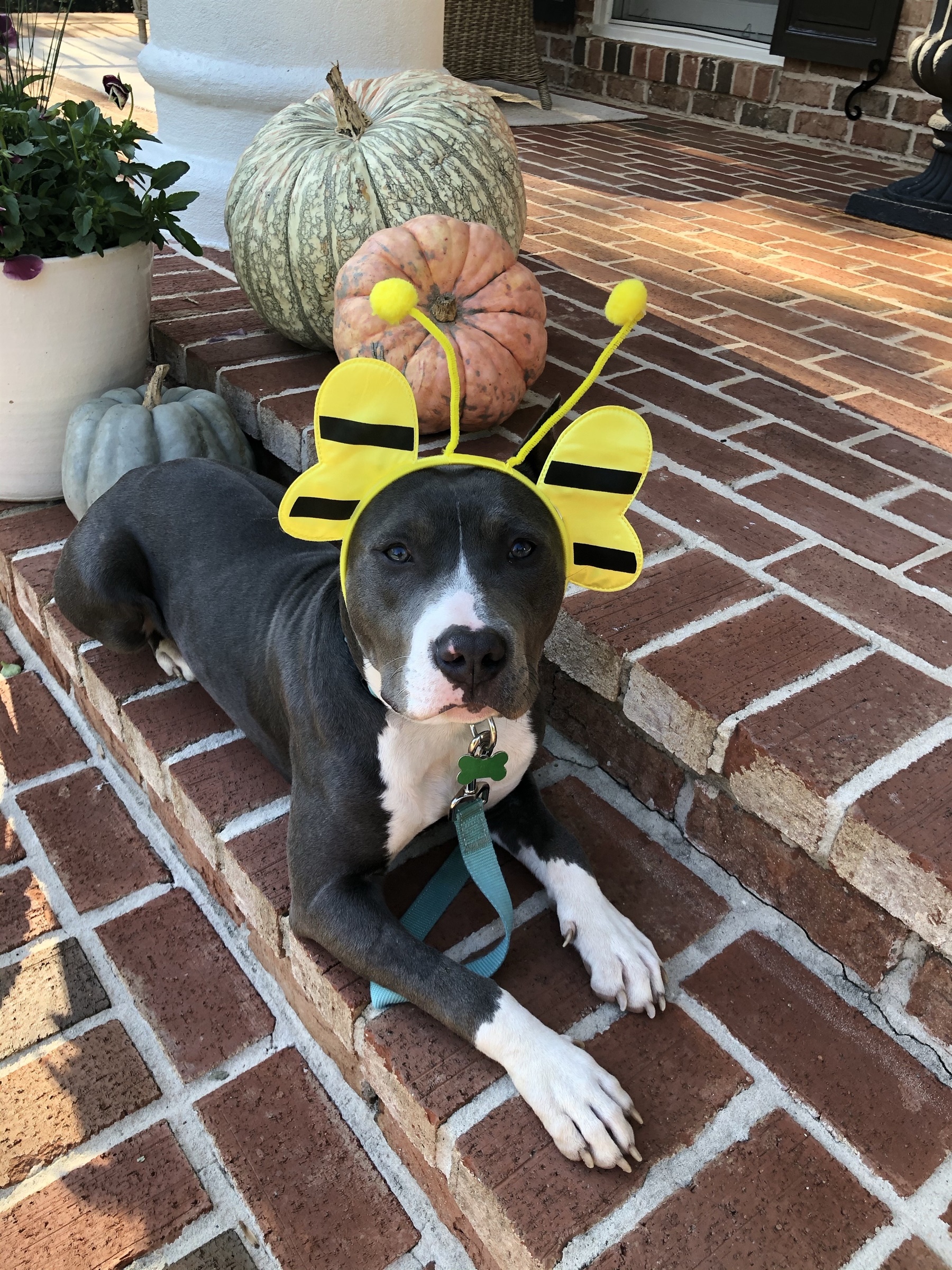 Adoptable Dogs PHOEBE GRACE | youluckydogrescue.org