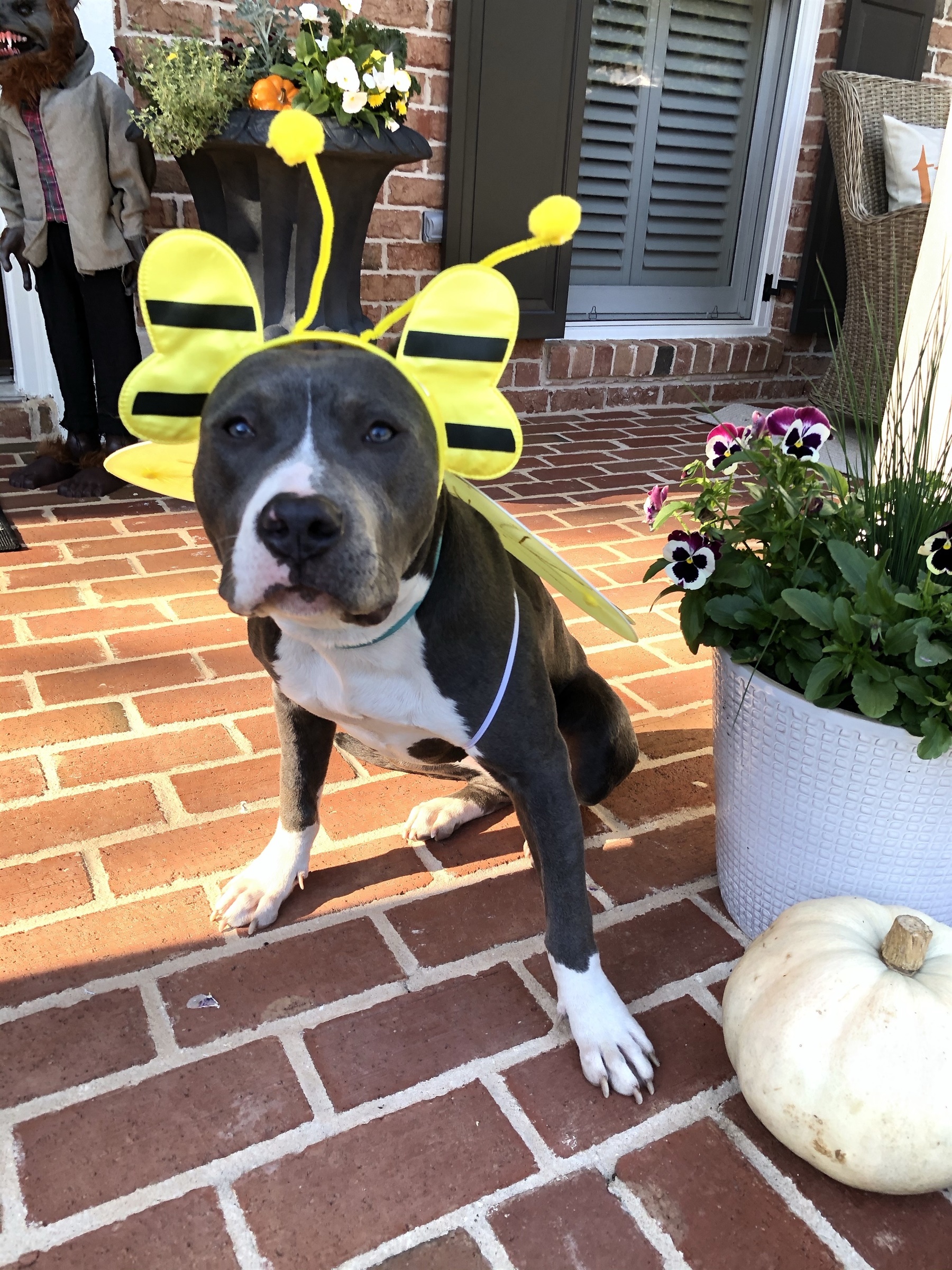 Adoptable Dogs PHOEBE GRACE | youluckydogrescue.org