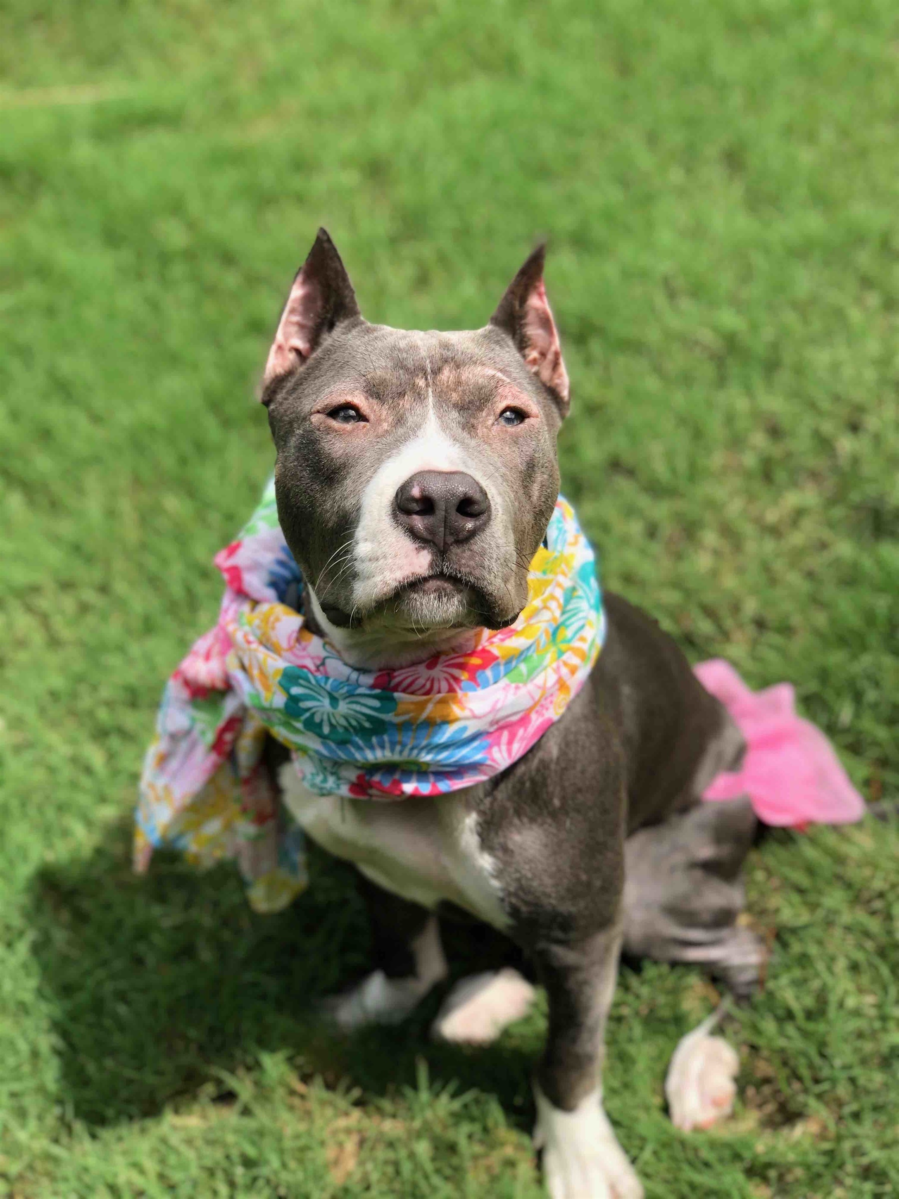 Adoptable Dogs PHOEBE GRACE | youluckydogrescue.org