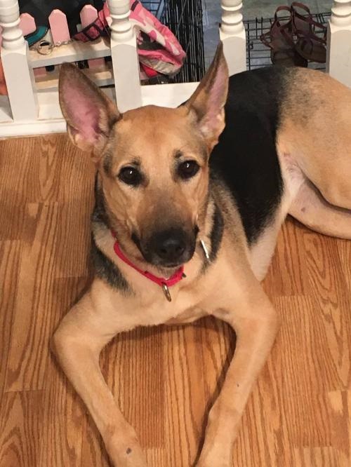 Adoptable Dogs Scarlett (Lexi) | youluckydogrescue.org