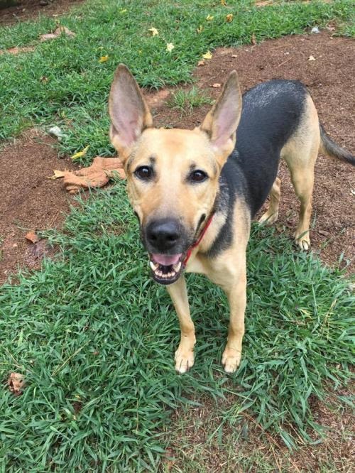 Adoptable Dogs Scarlett (Lexi) | youluckydogrescue.org