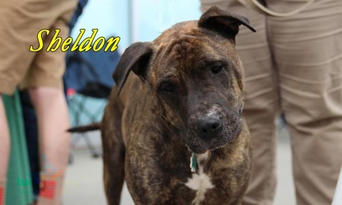 Adoptable Dogs Sheldon | youluckydogrescue.org